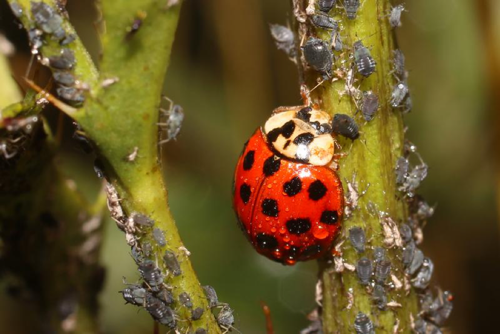 When a Bug Problem Calls for a Professional – Bug Bite Thing