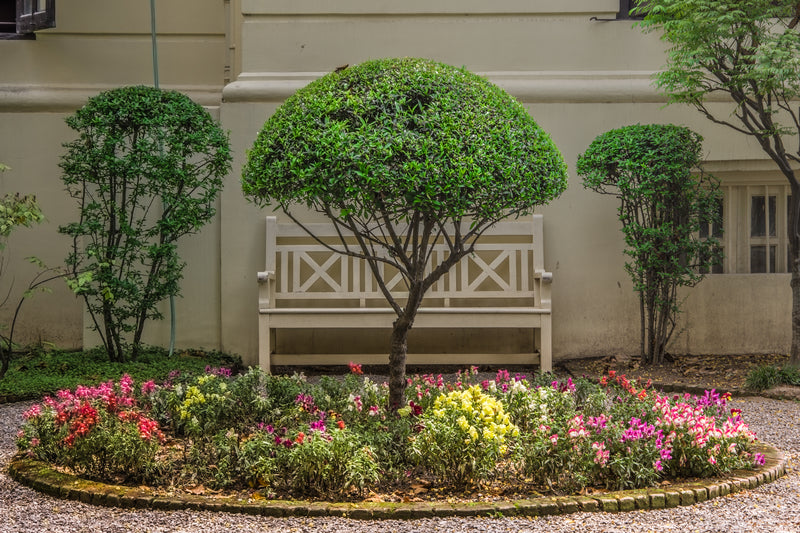 What You Need to Know About Using a Tree as Your Garden’s Focal Point ...