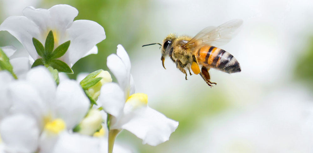 Showing Bee Stings Your Swagger – Bug Bite Thing