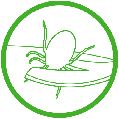 How It Works – Bug Bite Thing